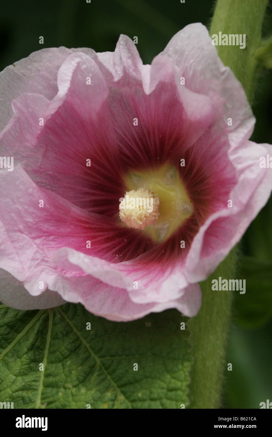 Althaea rosea pink single Hollyhock flower Stock Photo - Alamy