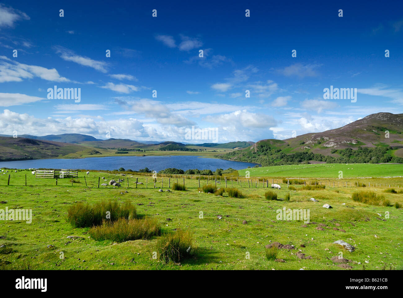 Meadow landscape, Loch Ruthven in the back, Scotland, Great Britain ...