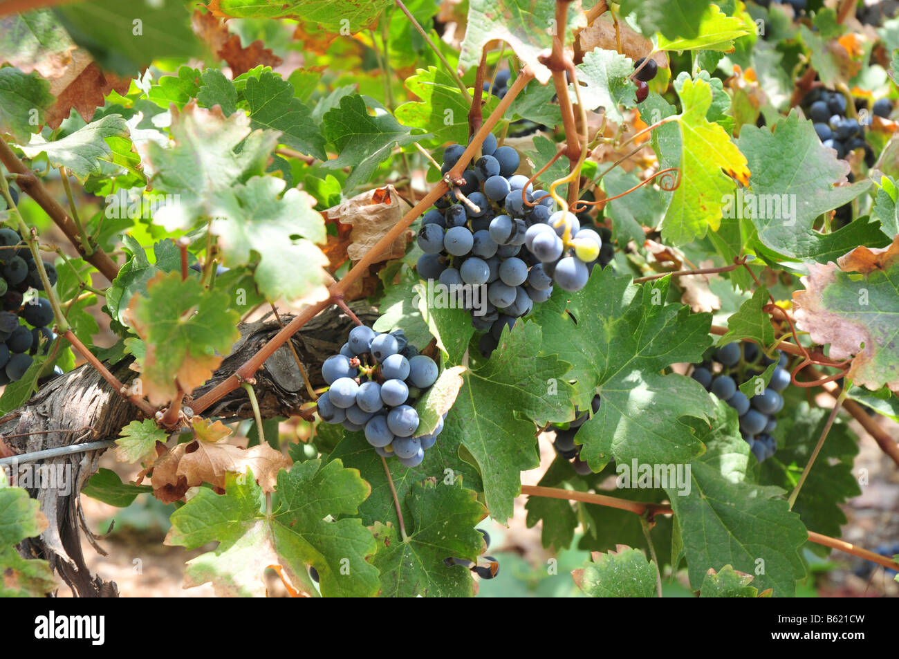 Israel Lower Galilee Tabor Winery Cabernet Sauvignon grapes on a vines ...