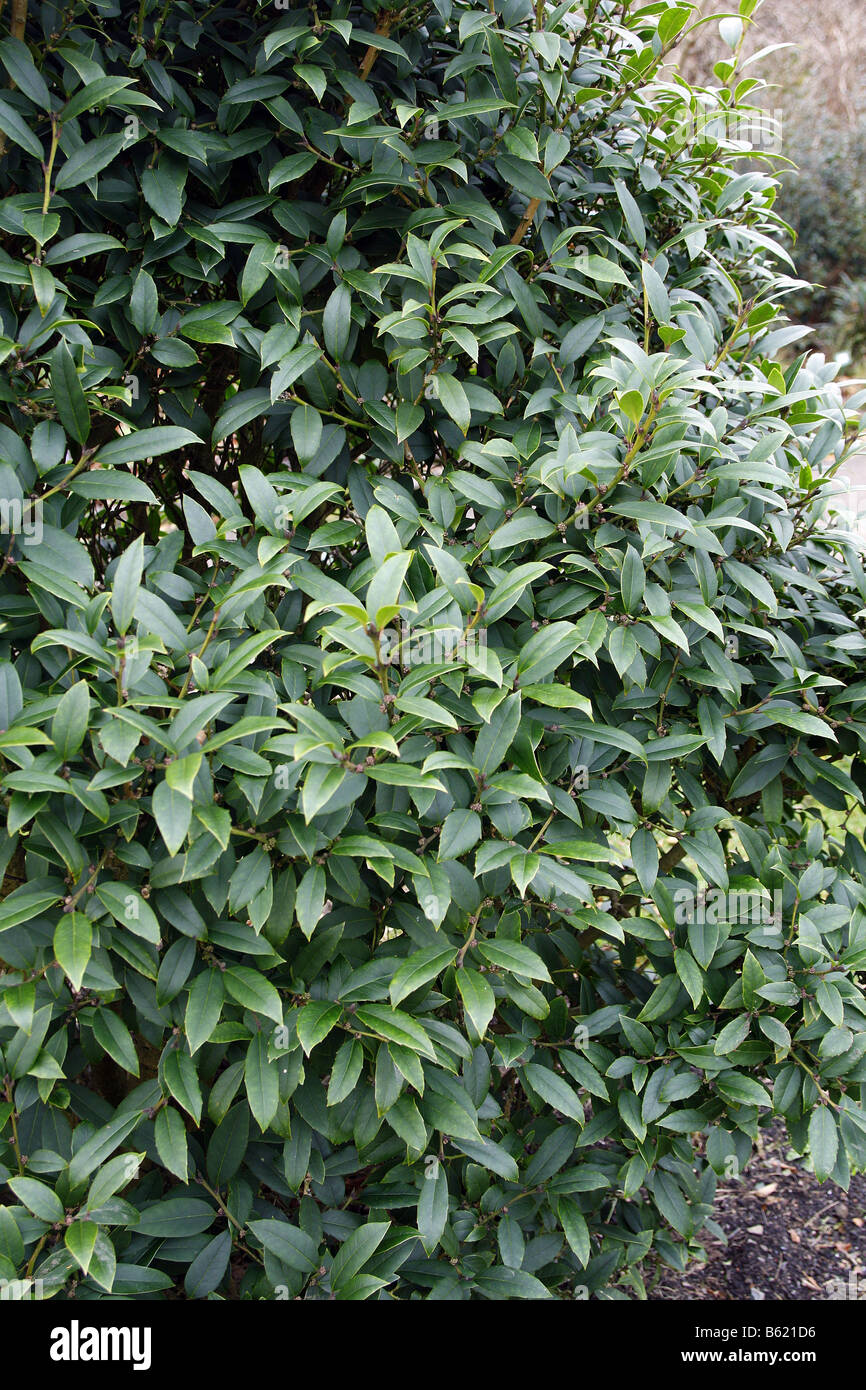 Dipyrena hi-res stock photography and images - Alamy