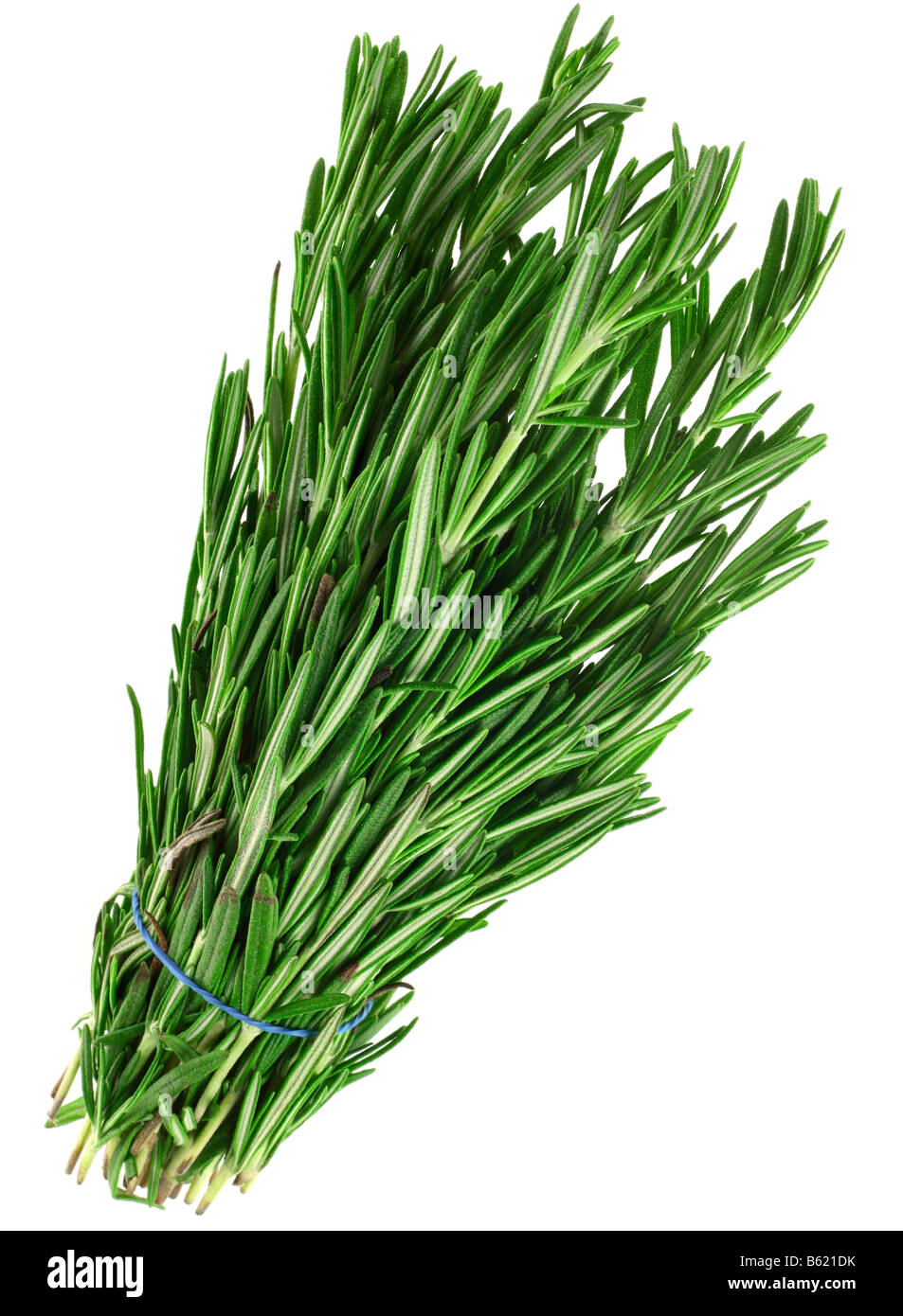 Tarragon fresh green herb isolated on white Stock Photo - Alamy