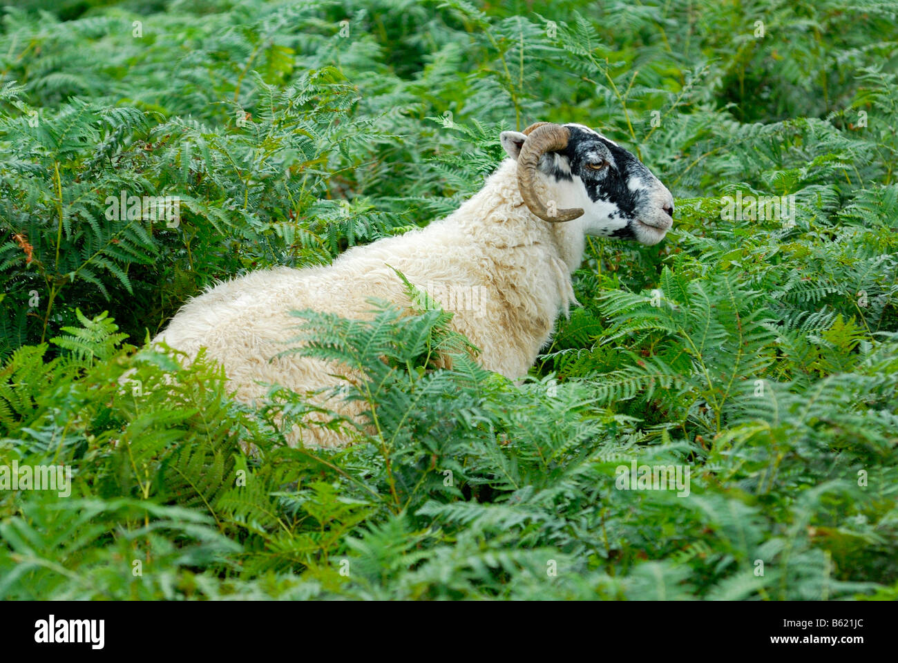Scottish sheep hi-res stock photography and images - Alamy