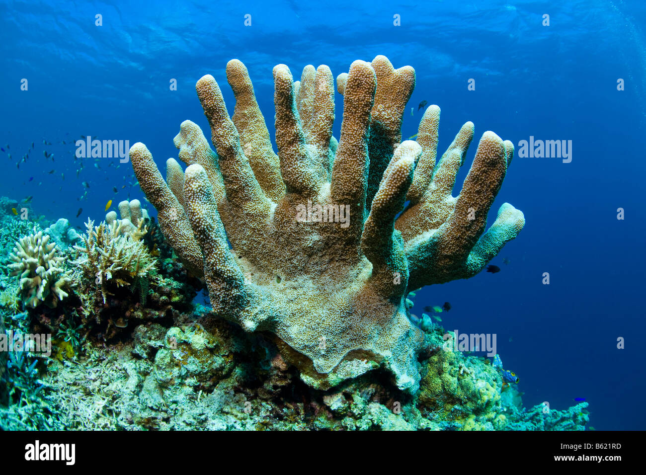Types Of Branching Coral