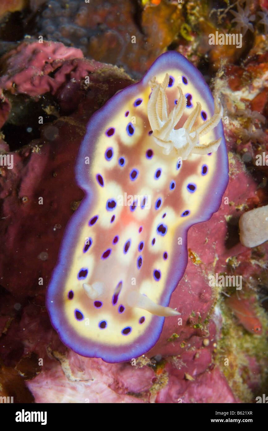 Wildlife of south east asia hi-res stock photography and images - Alamy