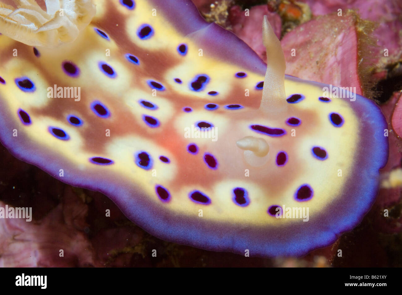 South east asian life hi-res stock photography and images - Alamy