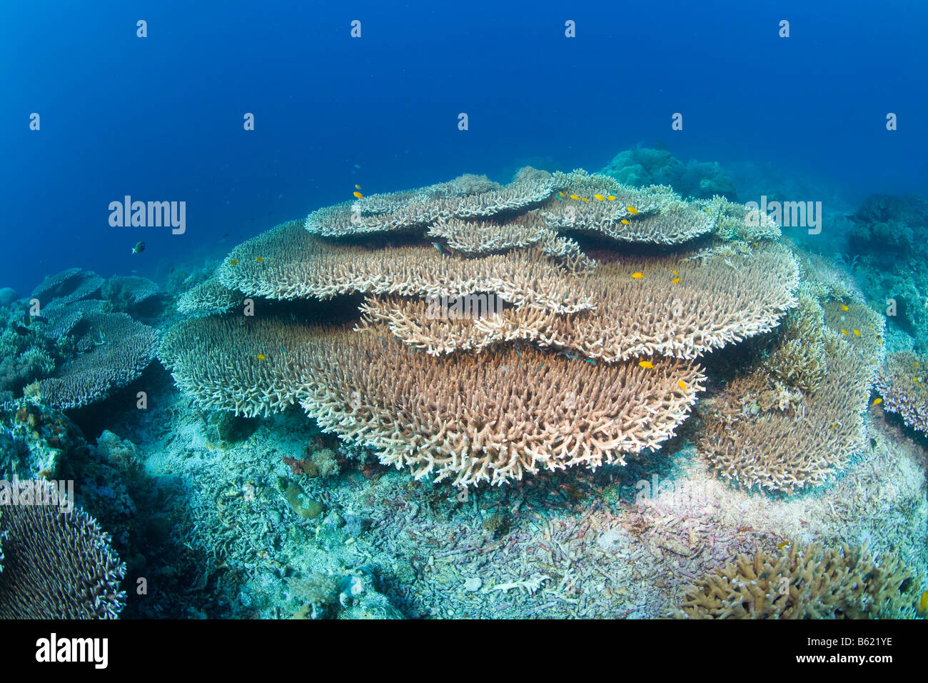 Acropora hyacinthus (Acropora hyacinthus), coral, Indonesia, South East ...