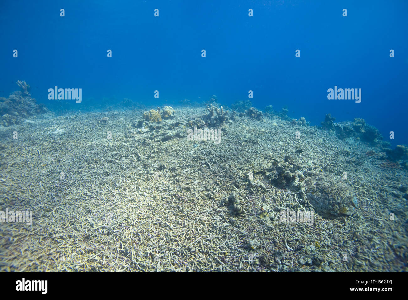 Dynamite Coral Reefs