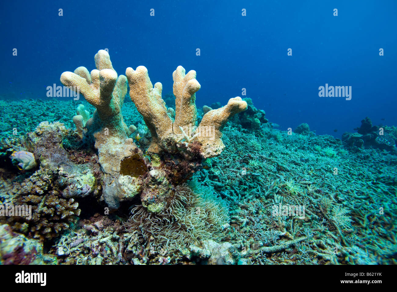 Dynamite fishing hi-res stock photography and images - Alamy