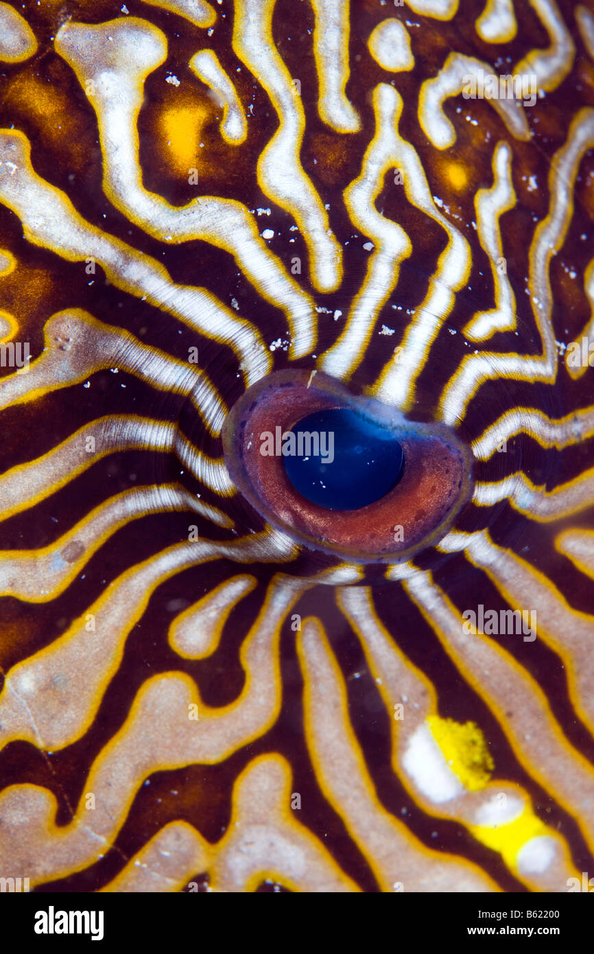 Eye of a Map Puffer (Arothron mappa), Indonesia, Southeast Asia Stock ...