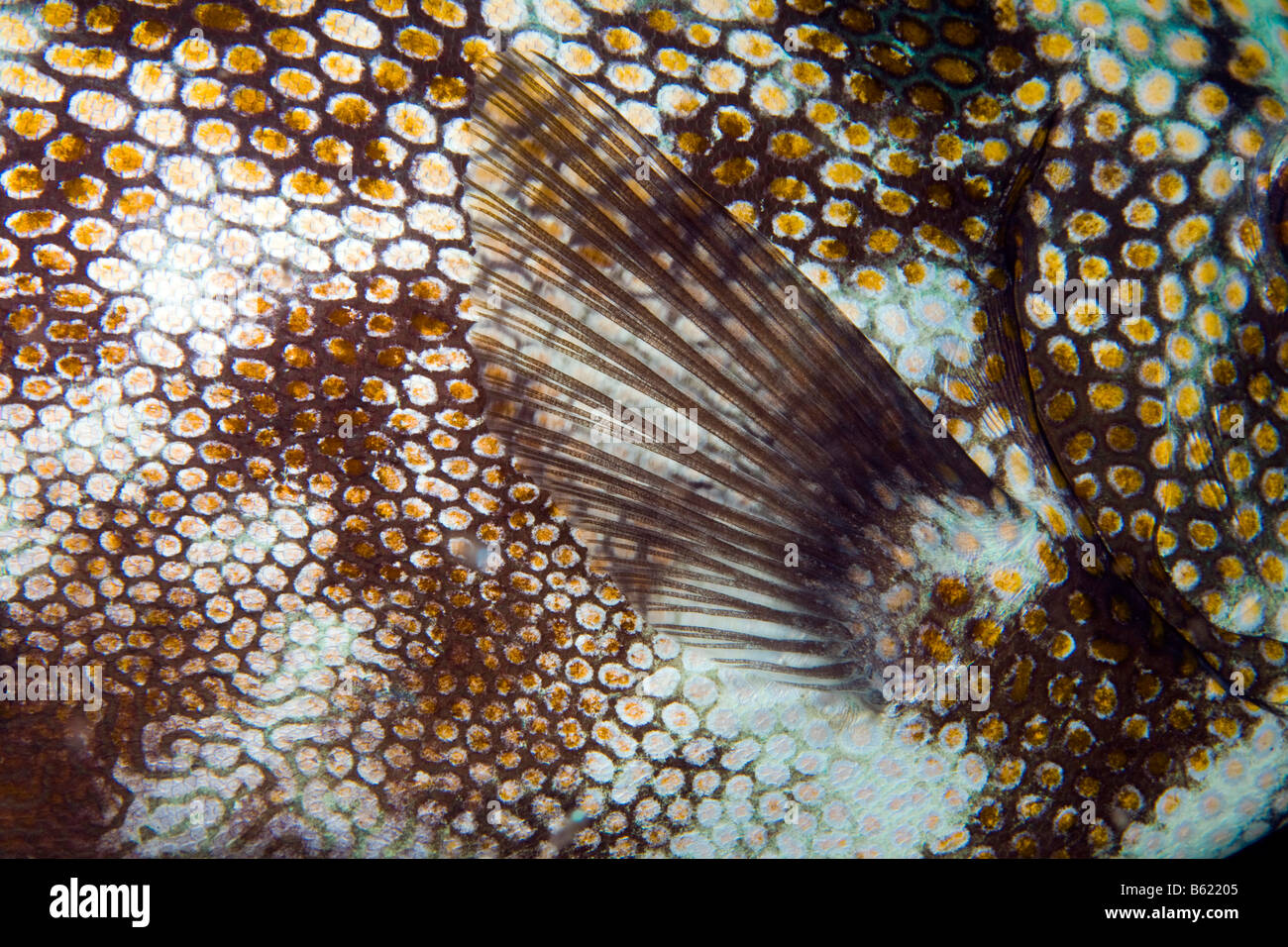 Fin of a Brownspotted Spinefoot (Siganus punctatus Stock Photo - Alamy