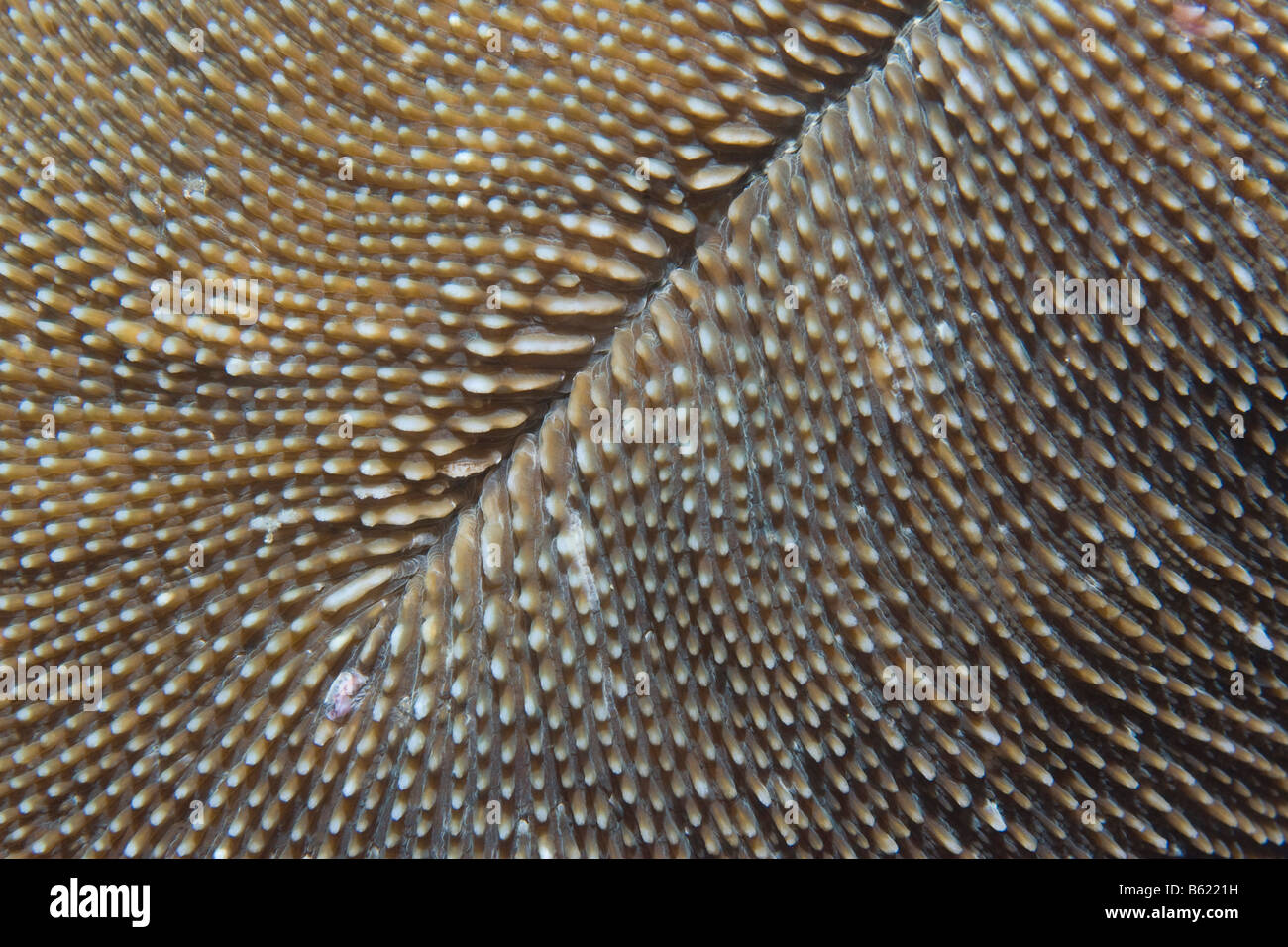 Plate Coral or Disk Coral (Fungia sp.) Philippines, Southeast Asia ...