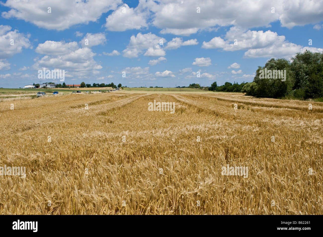 Ground barley hi-res stock photography and images - Alamy