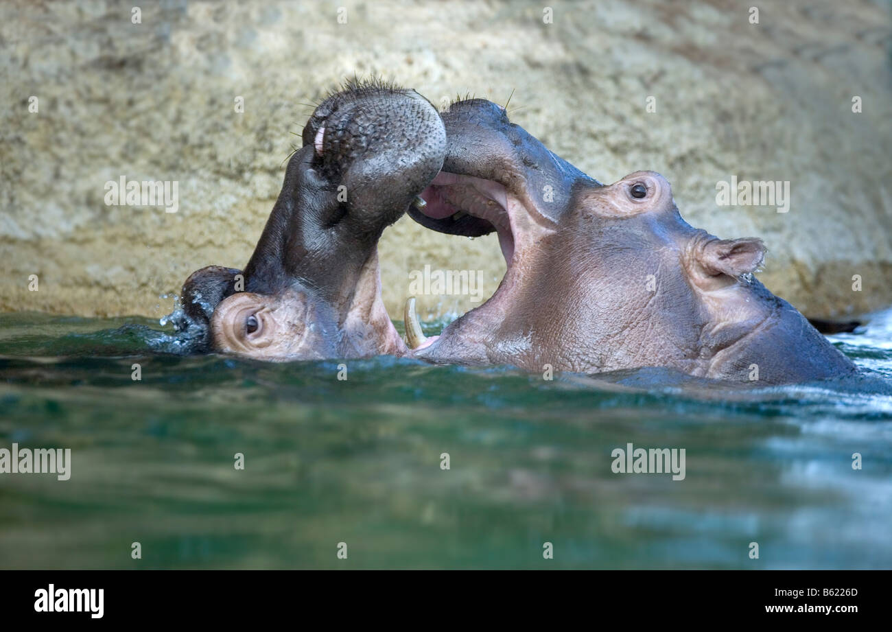 Two hippos play fighting Stock Photo - Alamy