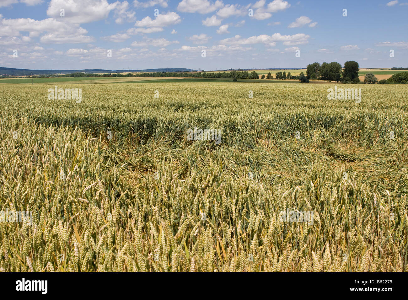 Snapped ears hi-res stock photography and images - Alamy