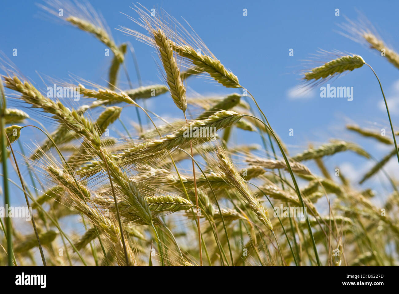 Ripe Barley (Hordeum vulgare Stock Photo - Alamy