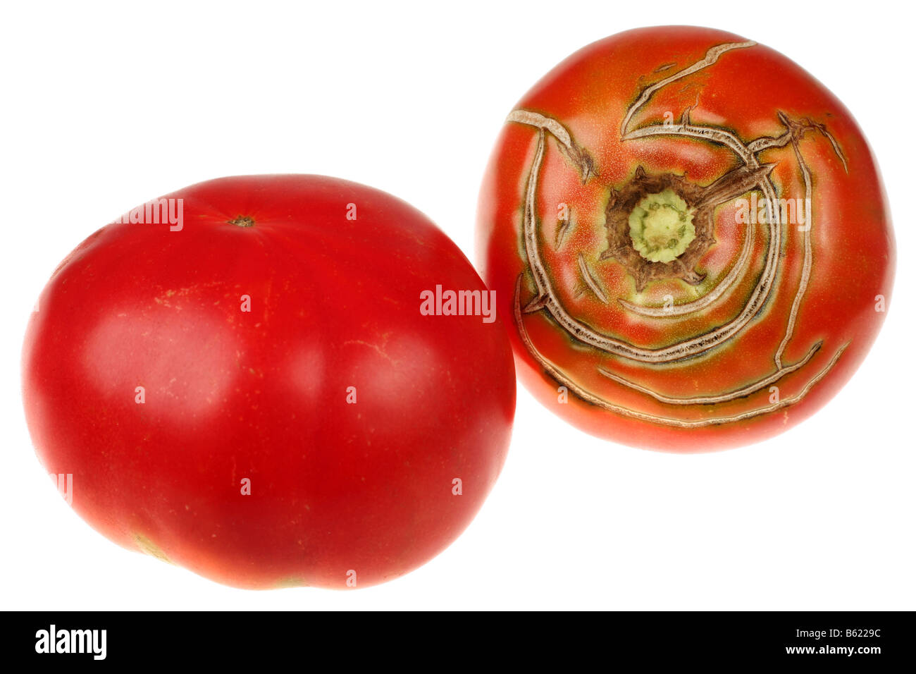 Big red tomato vegetable detail on white Stock Photo - Alamy