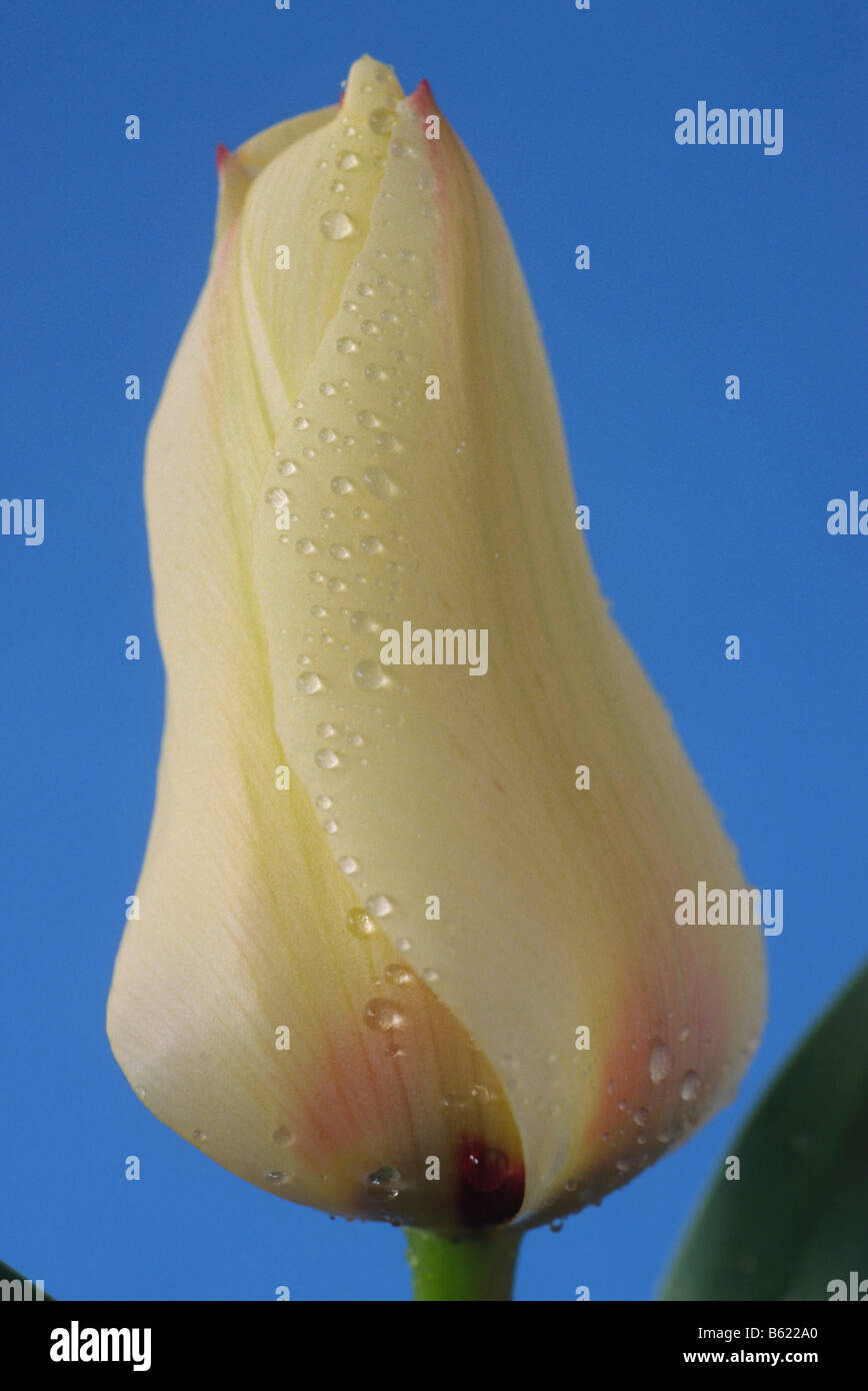 Albion star hi-res stock photography and images - Alamy