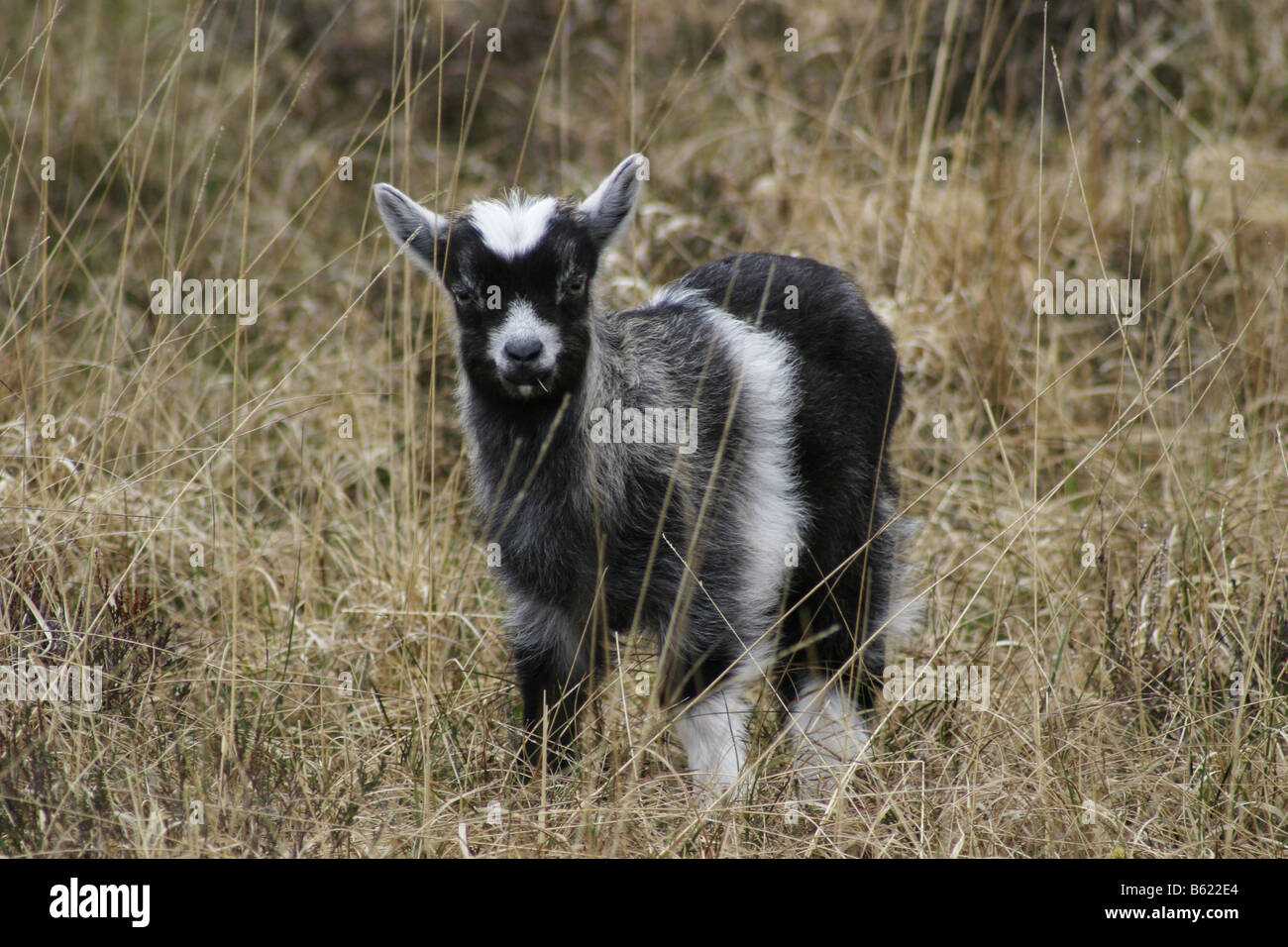 Wild Goat Capra hircus Stock Photo - Alamy