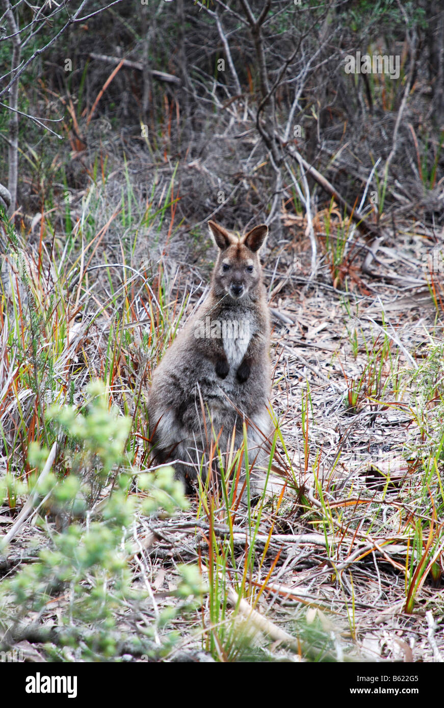 Bush wallaby hi-res stock photography and images - Alamy