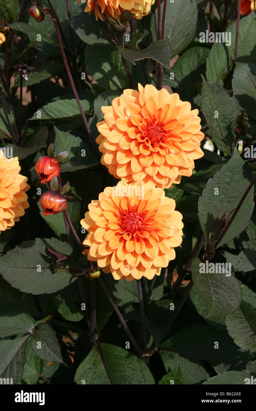 DAHLIA DAVID HOWARD. A MINIATURE DECORATIVE TYPE DAHLIA Stock Photo - Alamy