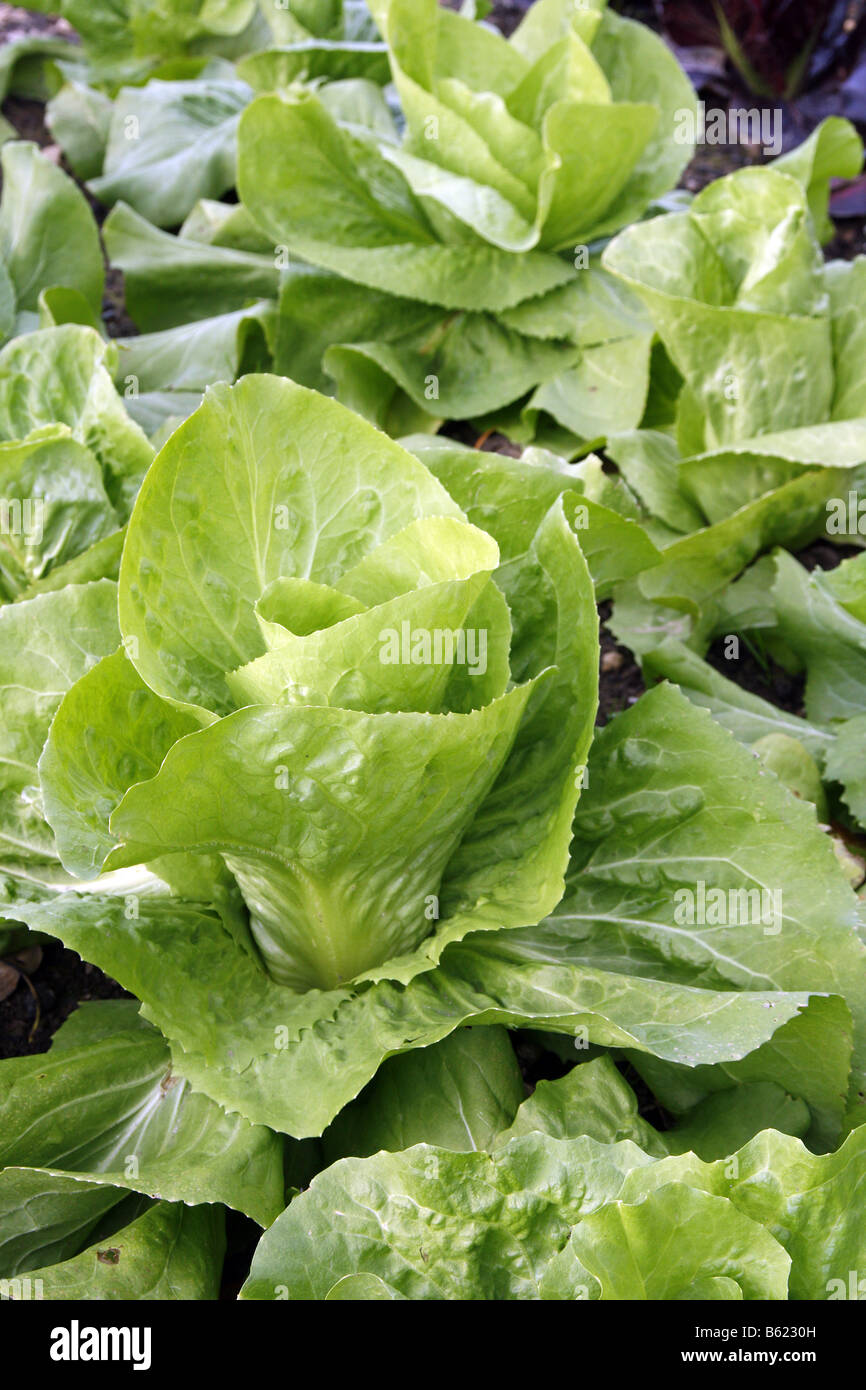 Vegetable loaf hi-res stock photography and images - Alamy