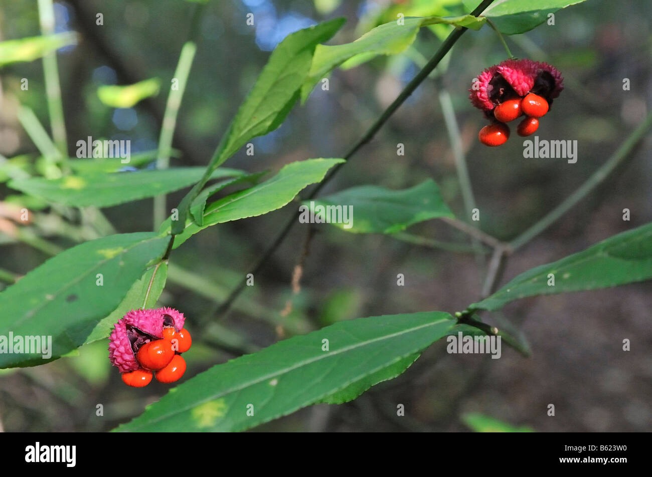 Hearts a Burstin Stock Photo - Alamy