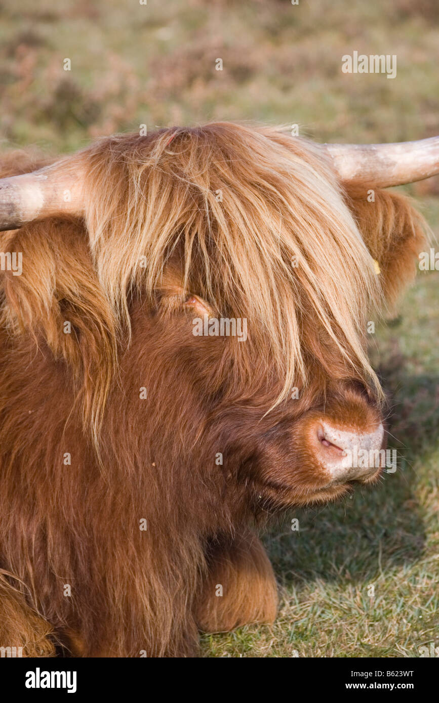 long haired Highland Cattle Cow New Forest Hampshire Stock Photo - Alamy