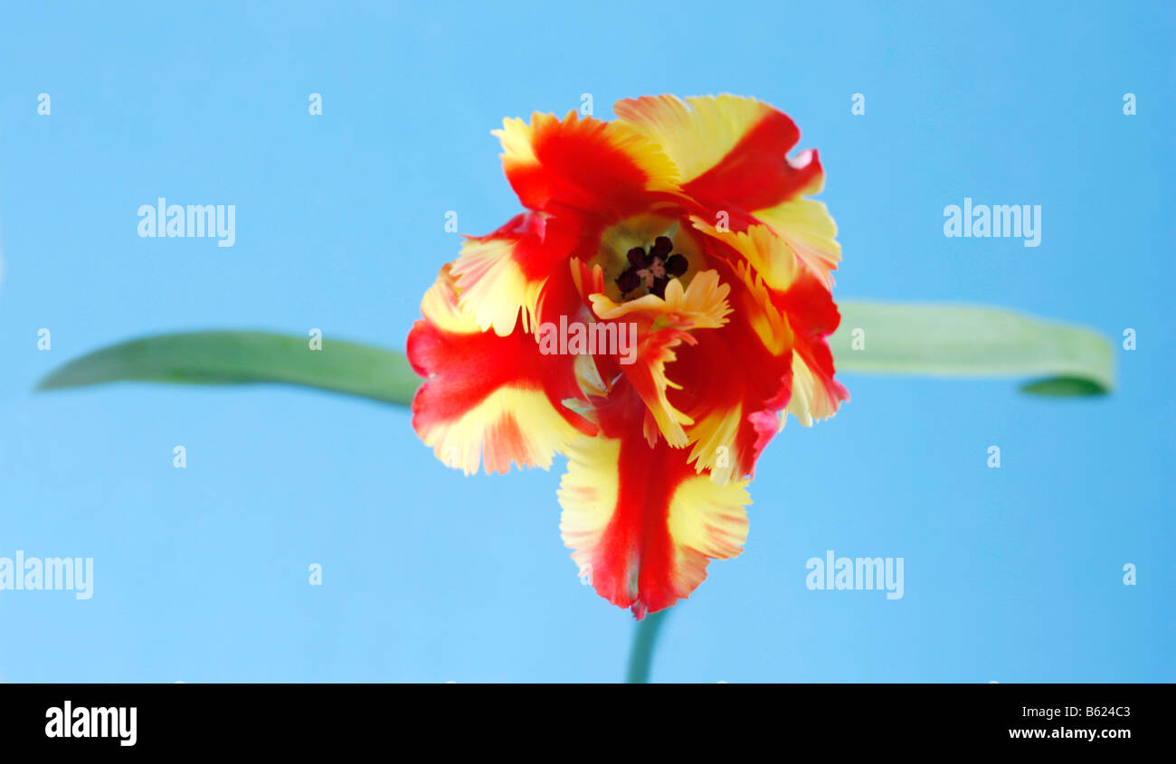 Red parrot species hi-res stock photography and images - Alamy