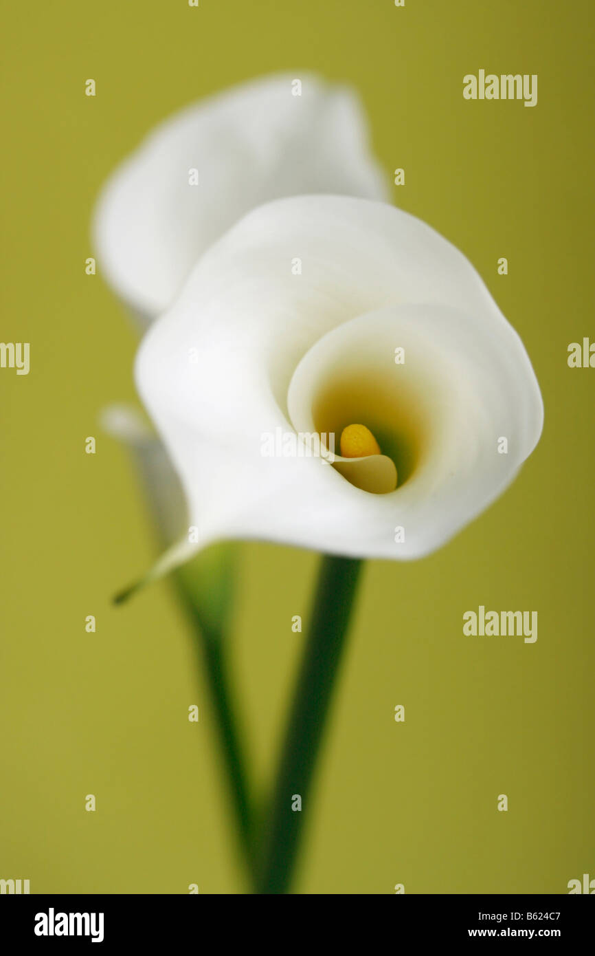 Zantedeschia (Zantedeschia), white flowers Stock Photo - Alamy