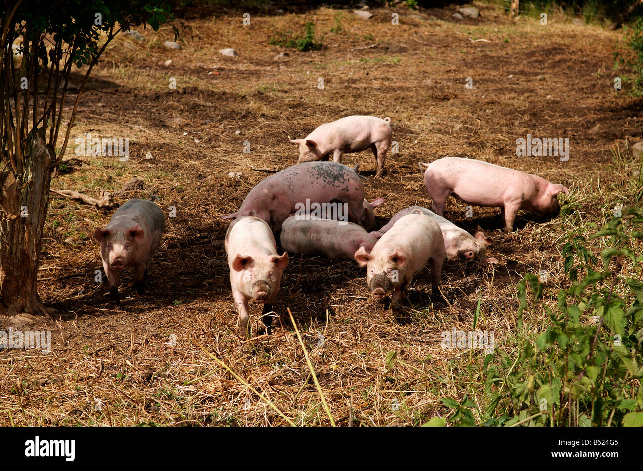 Organic pigs in space to run about in, Othenstorf, Mecklenburg-Western ...