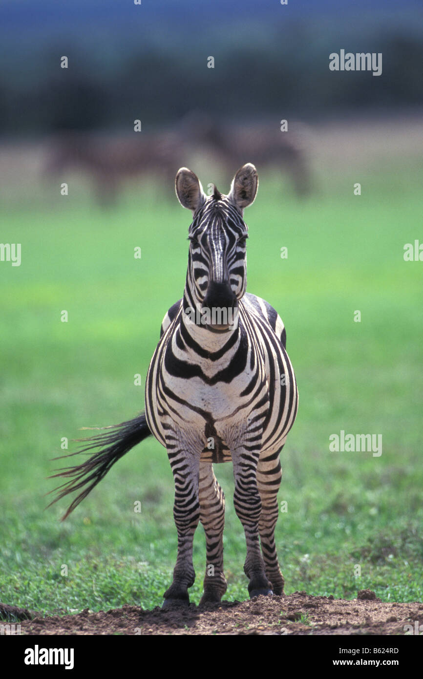 Burchell's Zebra standing on plain Stock Photo - Alamy