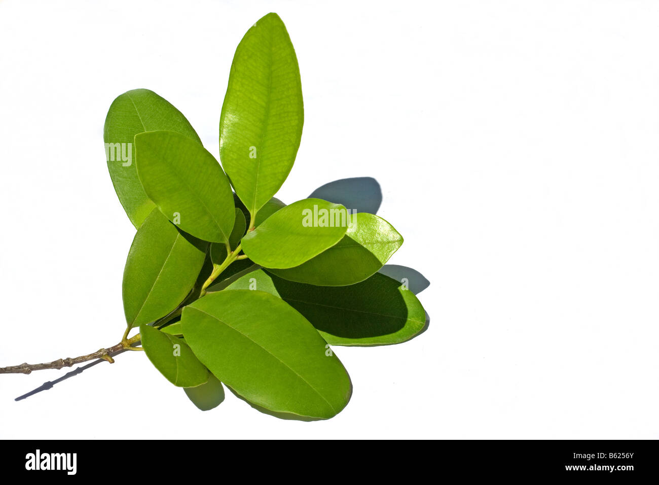 Allspice tree Cut Out Stock Images & Pictures - Alamy
