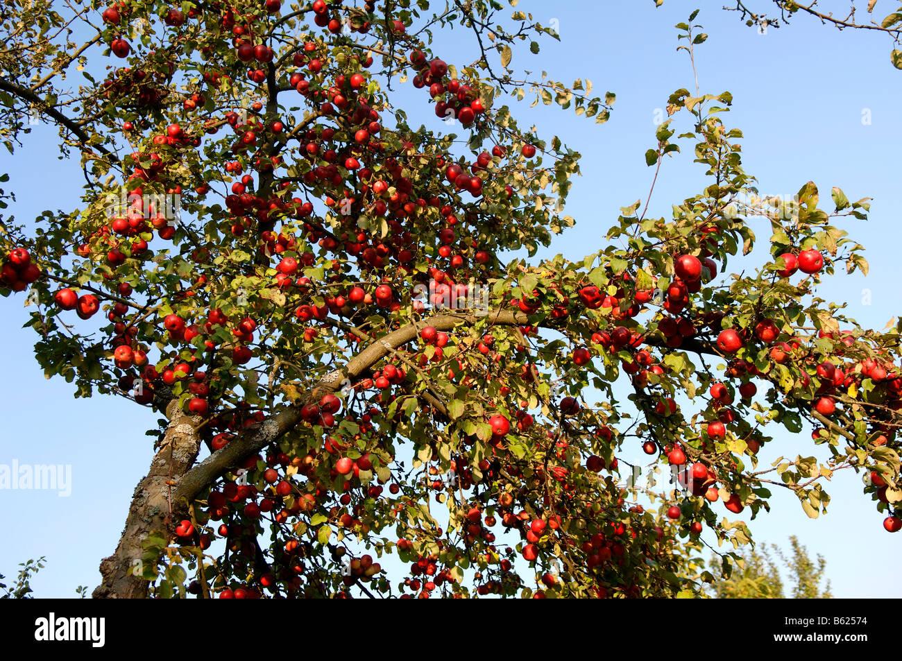 Apple tree with red apples, detail, Freiroettenbach, Upper Franconia ...