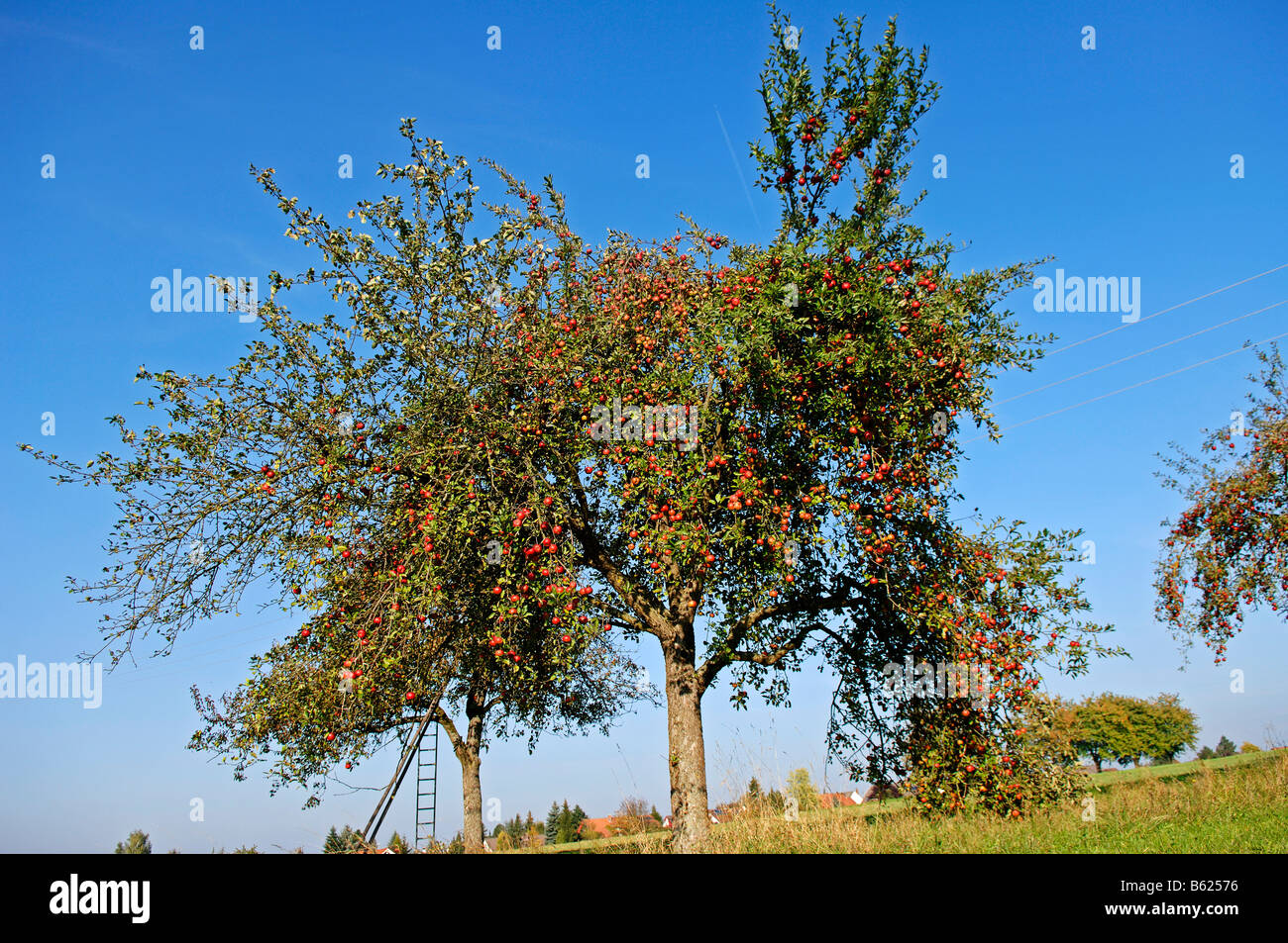 Apple tree with red apples, Freiroettenbach, Upper Franconia, Bavaria ...