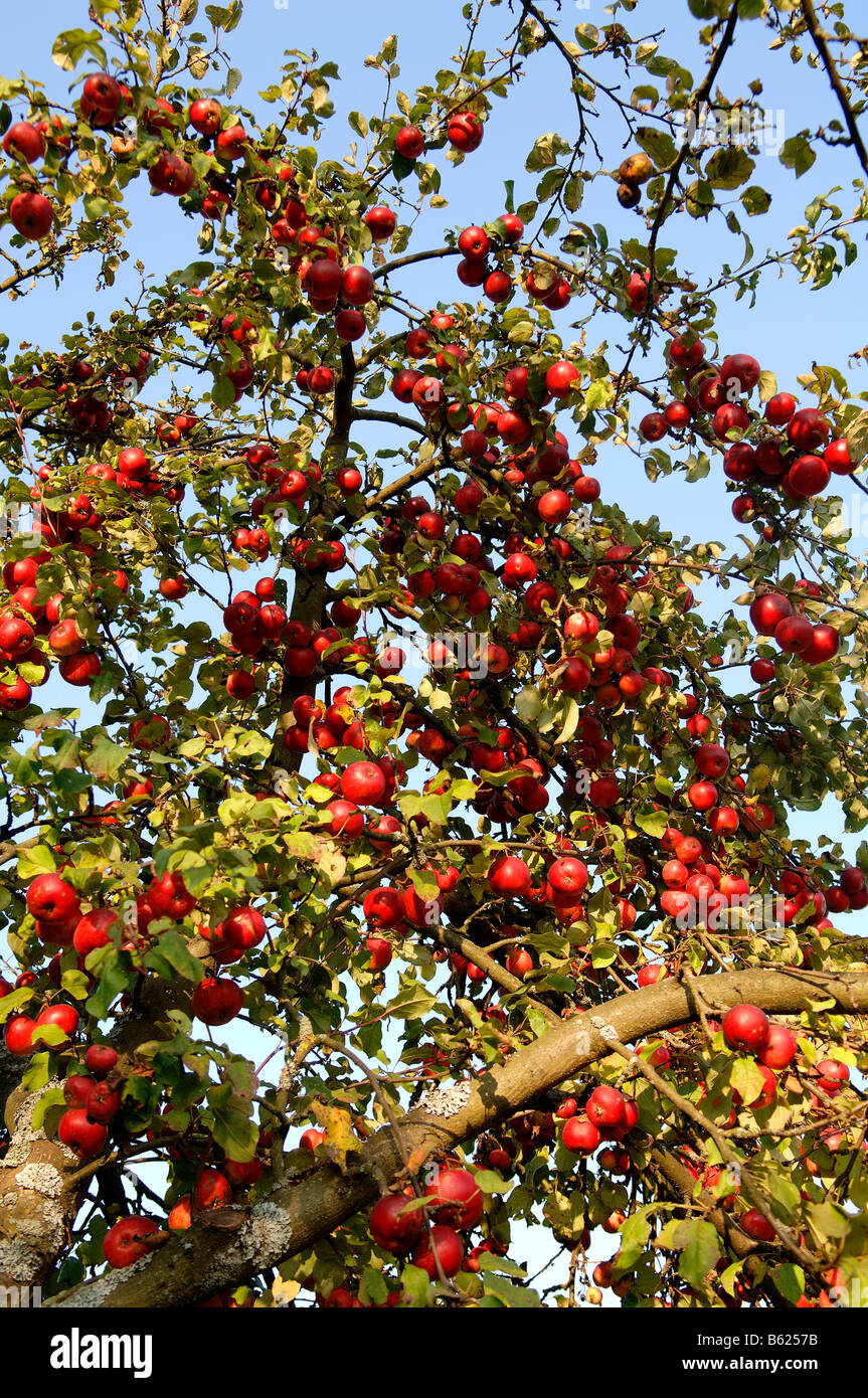 Apple tree with red apples, detail, Freiroettenbach, Upper Franconia ...