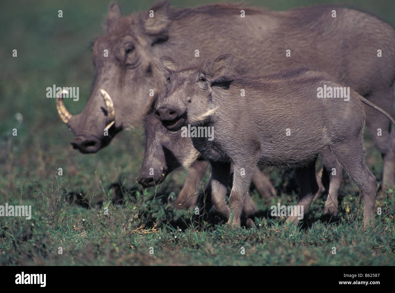 common warthogs on plain Stock Photo - Alamy