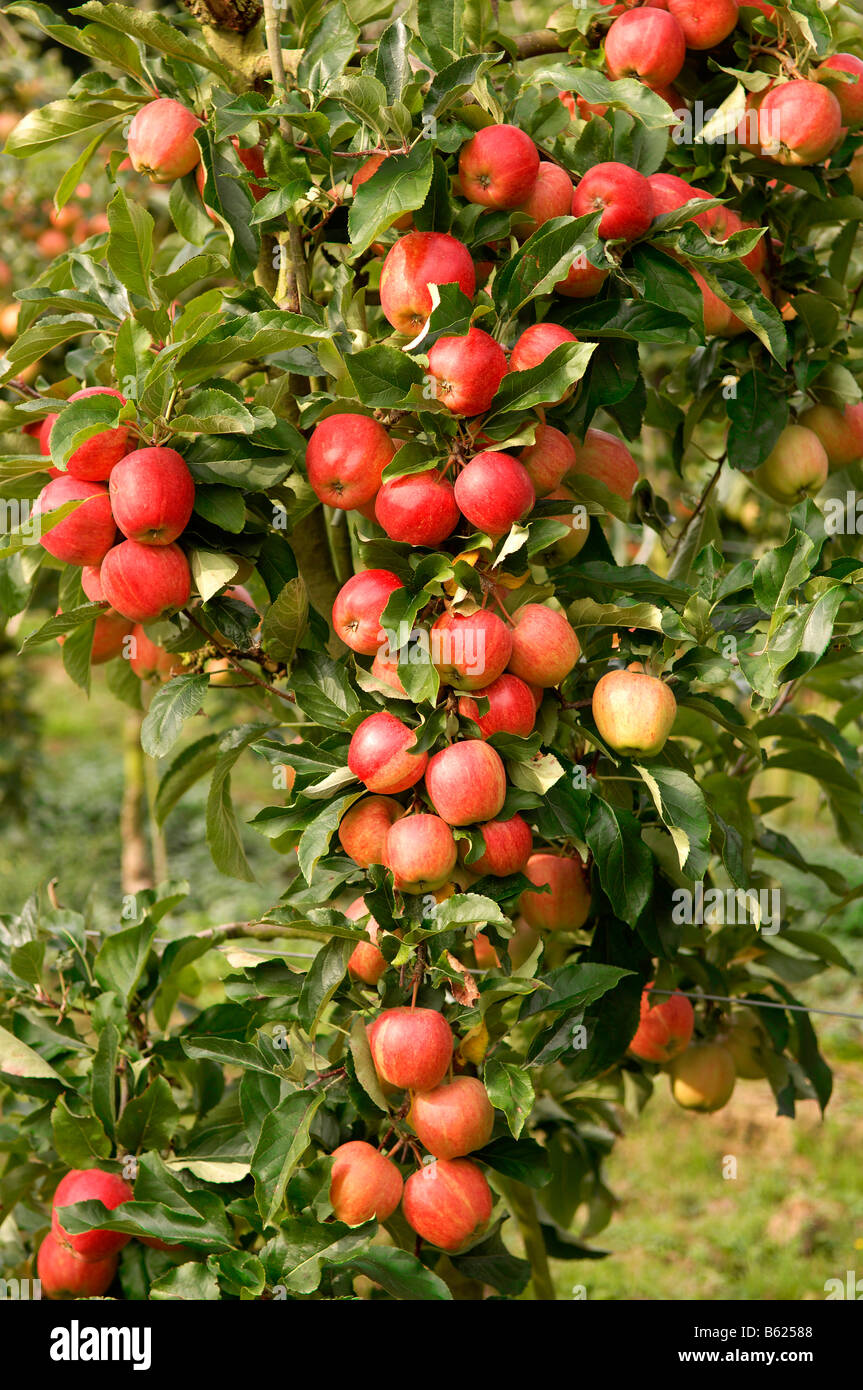 Red apples on a branch, Kent, England, Great Britain, Europe Stock ...
