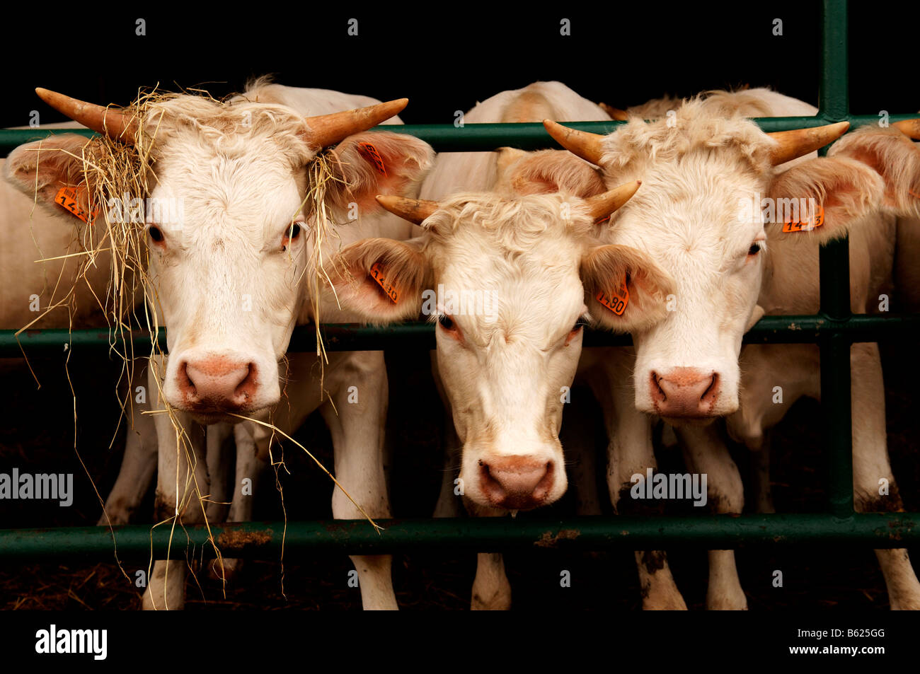 Young beef cattle standing next to one another in a stall, Illhaeusern ...