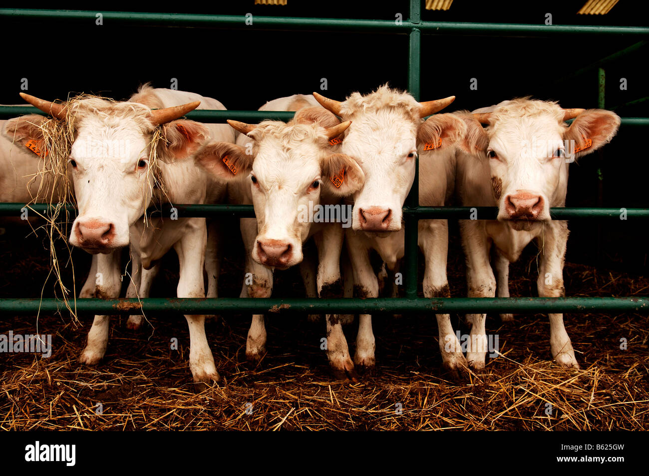 Young beef cattle hi-res stock photography and images - Alamy