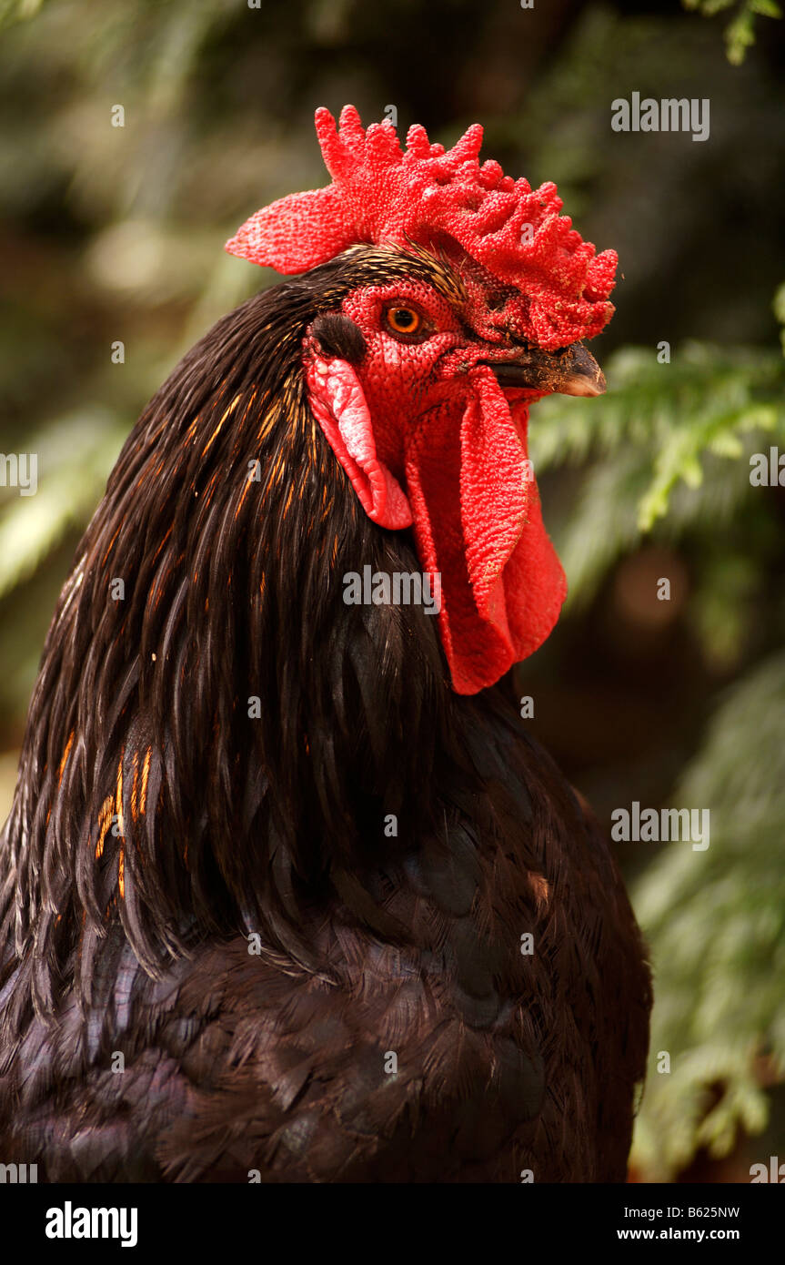 Rooster (Gallus domesticus), Illhaeusern, Alsace, France, Europe Stock ...