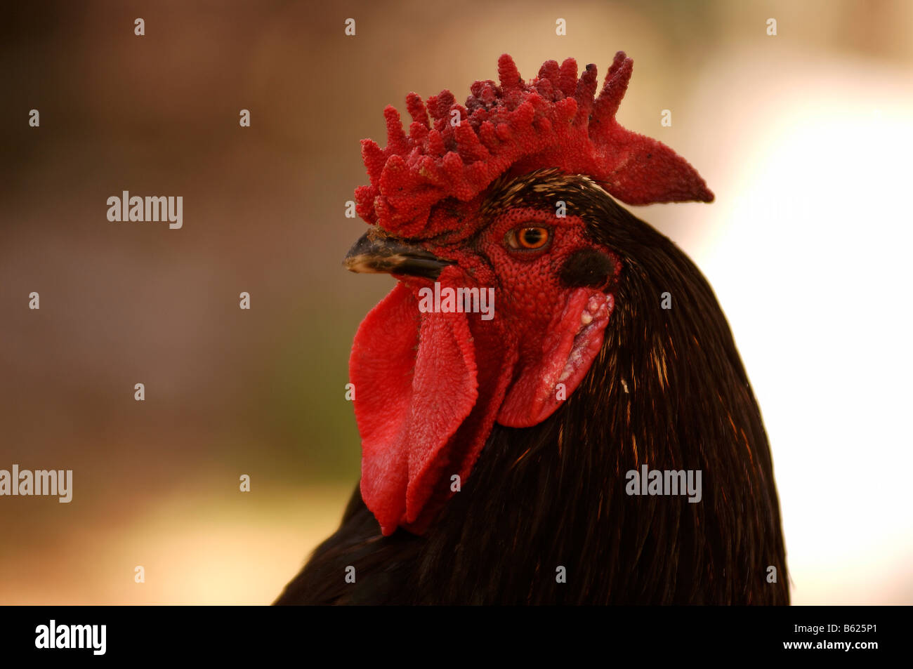 Rooster (Gallus), Illhaeusern, Alsace, France, Europe Stock Photo - Alamy