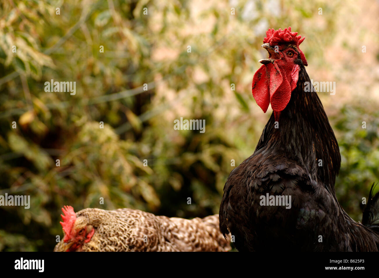 Crowing rooster (Gallus domesticus), Illhaeusern, Alsace, France ...