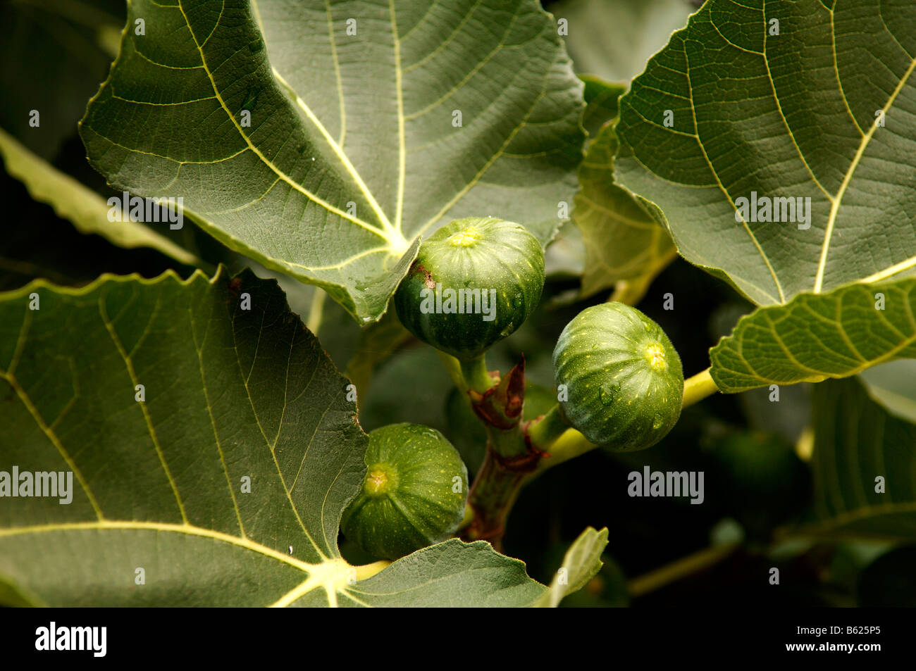 Figs (Ficus) on the tree, Illhaeusern, Alsace, France, Europe Stock ...