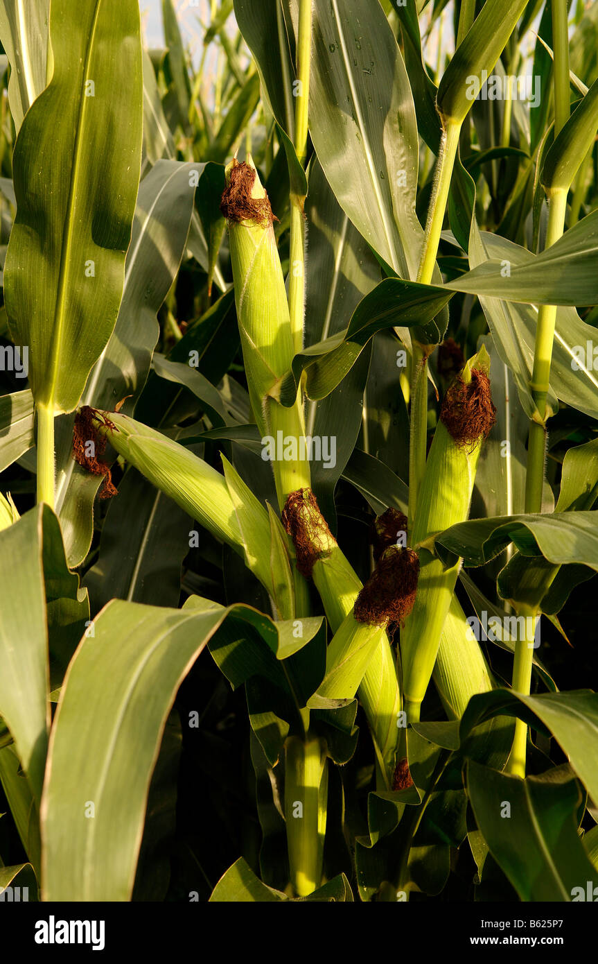 Sweet corn (Zea mays var. rugosa) on the plant, Illhaeusern, Alsace ...