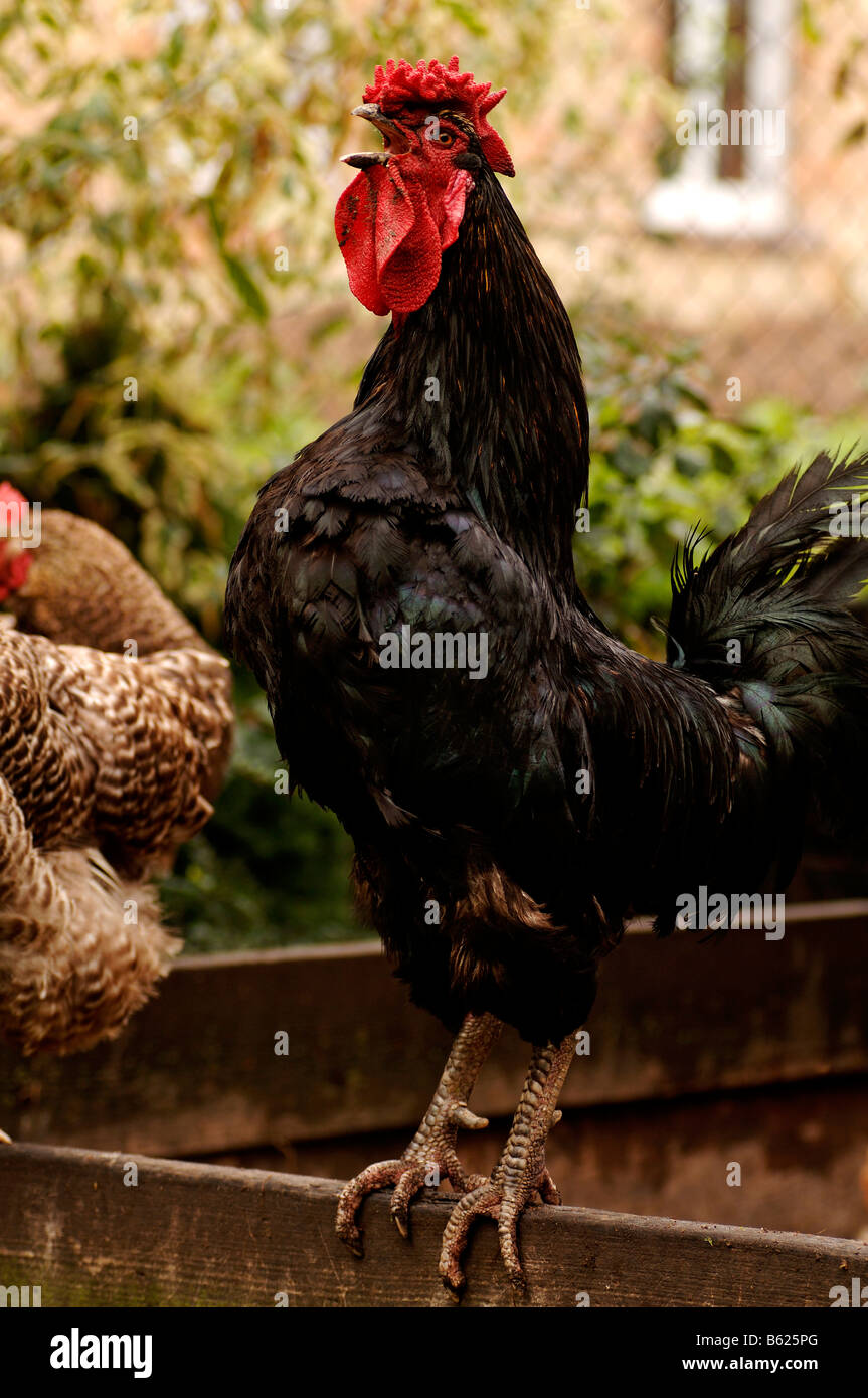 Crowing rooster (Gallus domesticus), Illhaeusern, Alsace, France ...