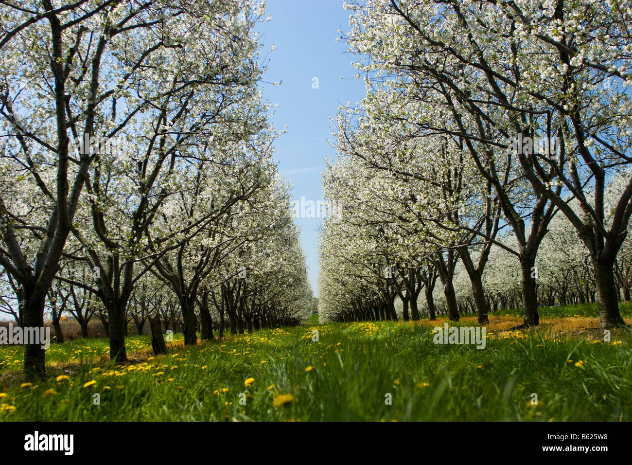 Orchard in bloom hi-res stock photography and images - Alamy