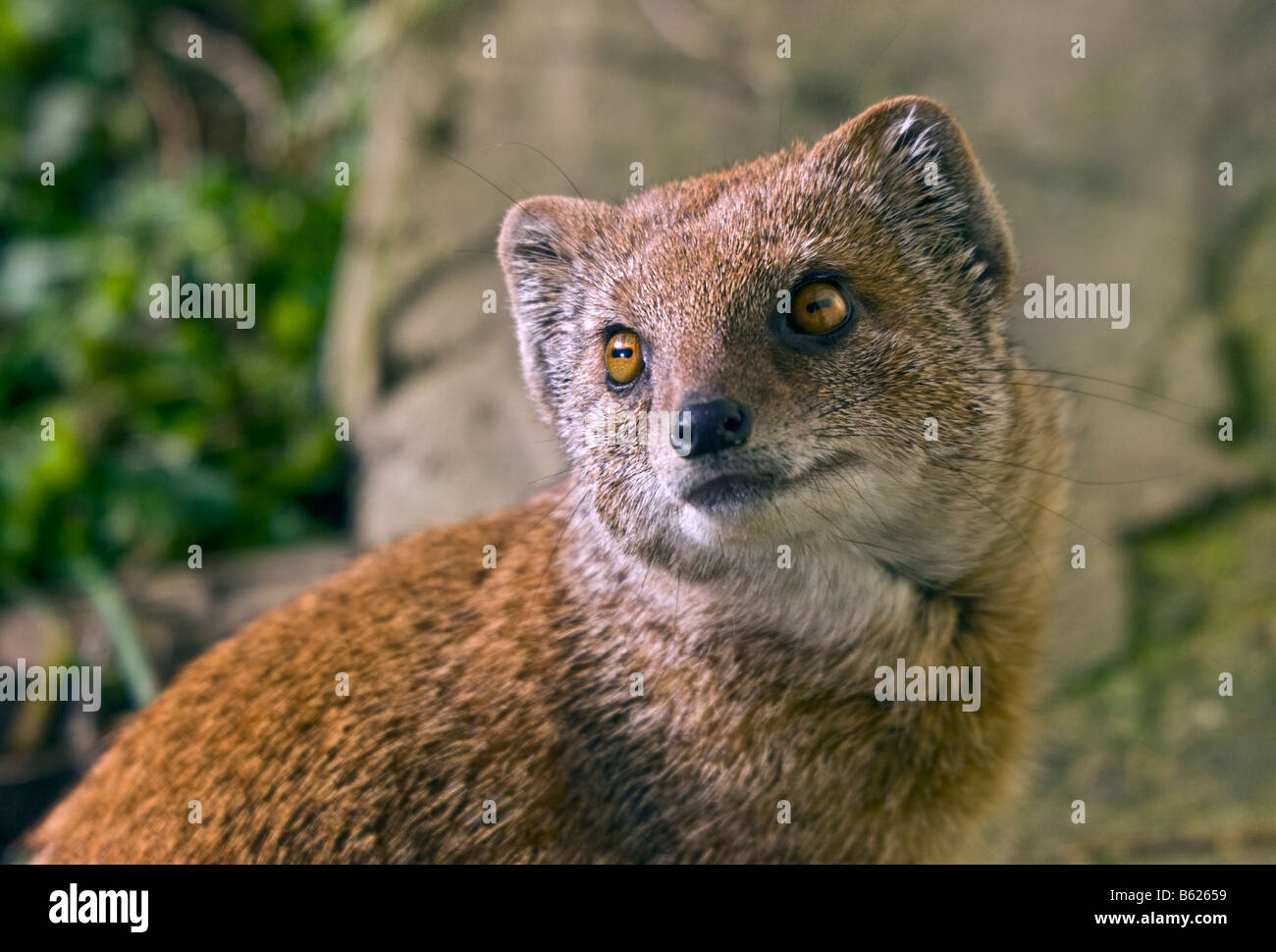 Yellow Mongoose (Cynictus penicillata Stock Photo - Alamy