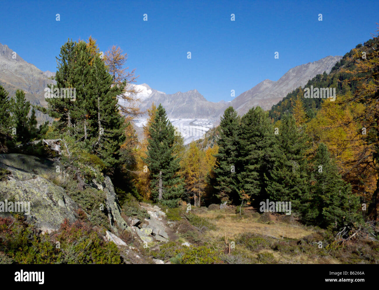 Aletsch forest, Switzerland Stock Photo - Alamy