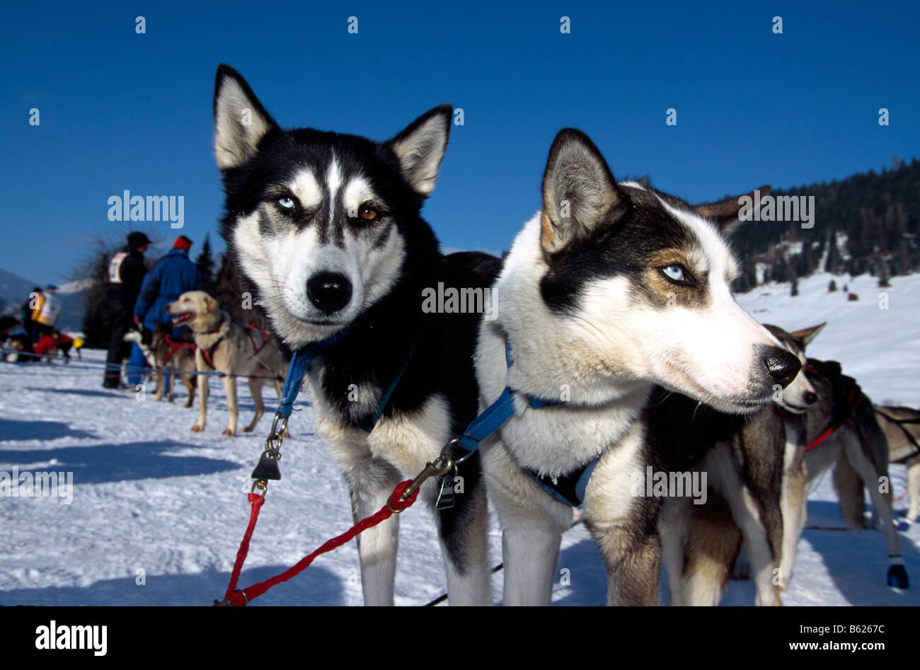 Dogs from a sled tour along an alpine track, Sexten, Alpe Nemes ...