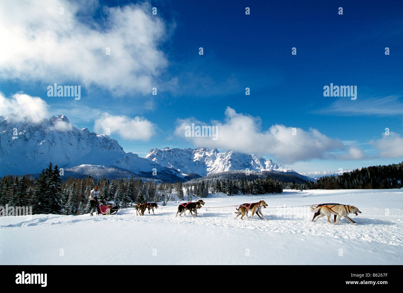 Dog sled tour along an alpine track, Sexten, Alpe Nemes, Bolzano-Bozen ...